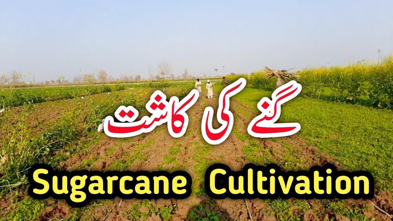 Sugarcane Cultivation Process in punjab pakistan | Pakistan Punjab ...