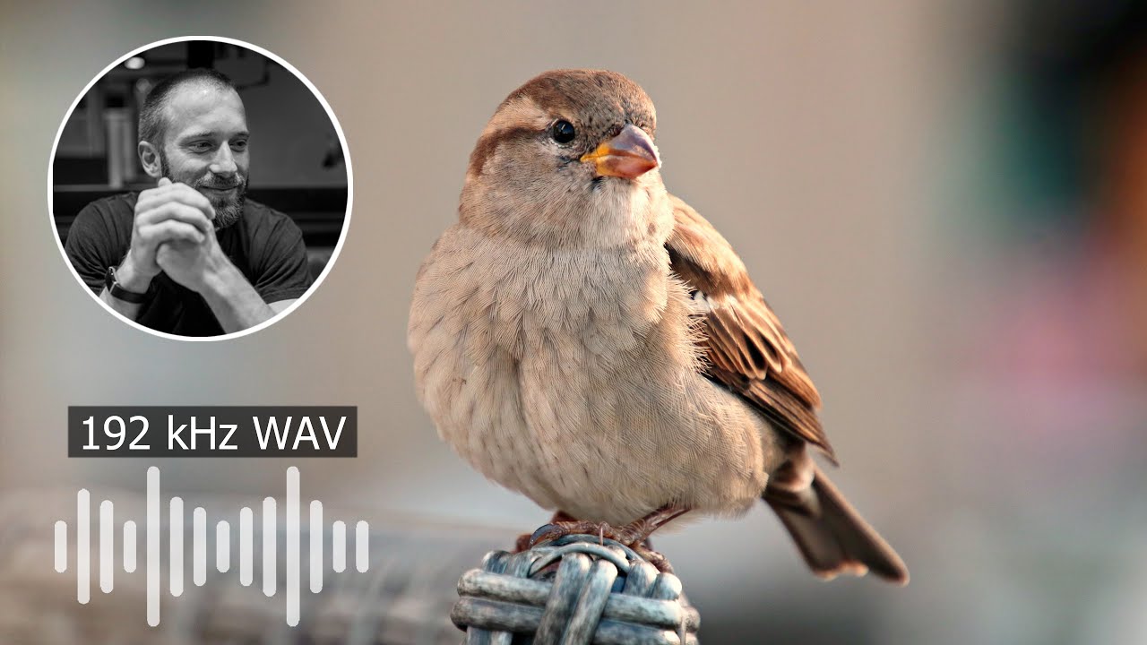Sparrows singing in the early morning - Soundscape. Sound effect. - YouTube