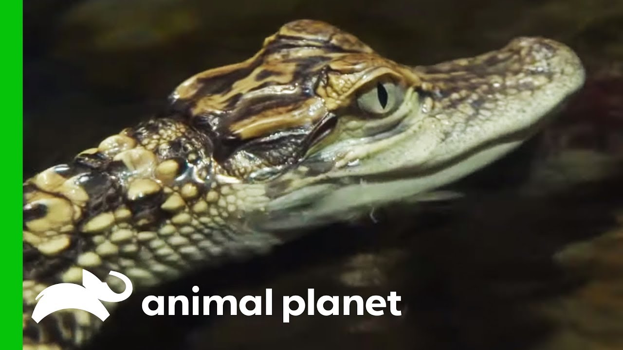 Baby Gators Train To Become Community Outreach Animals | The Aquarium ...