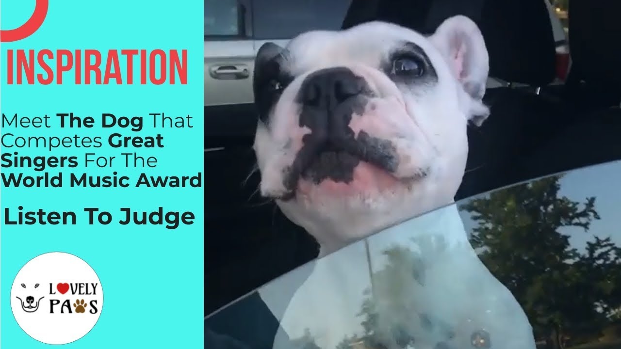 Meet The Dog That Competes Great Singers For The World Music Award ...