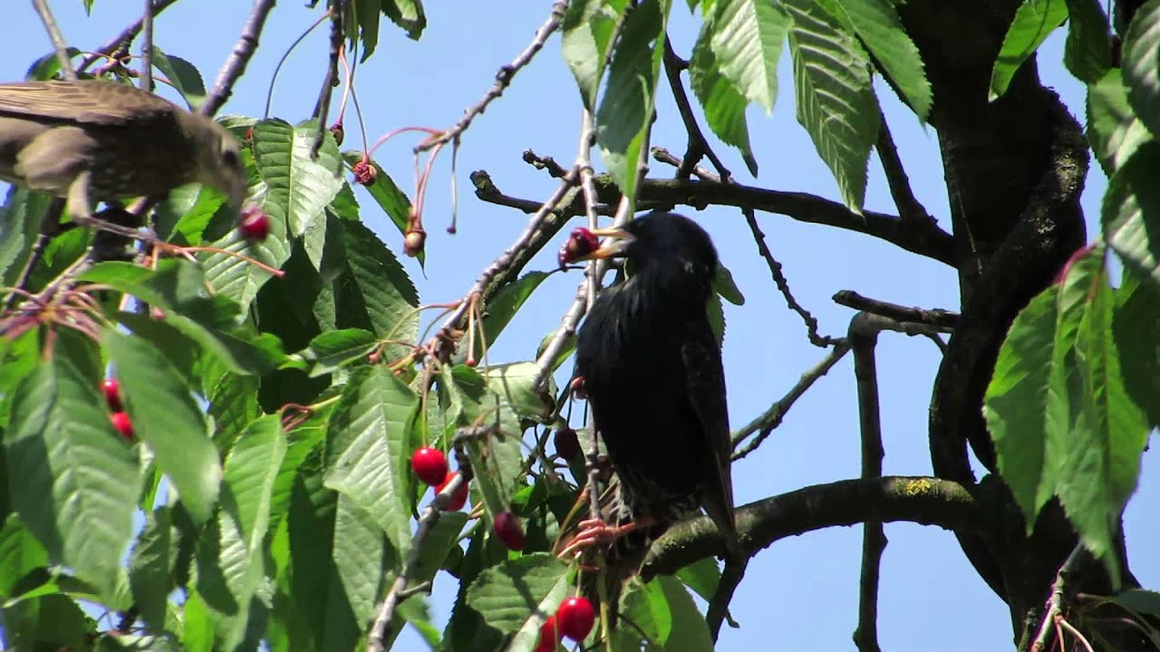 Sturnus vulgaris grauri - YouTube