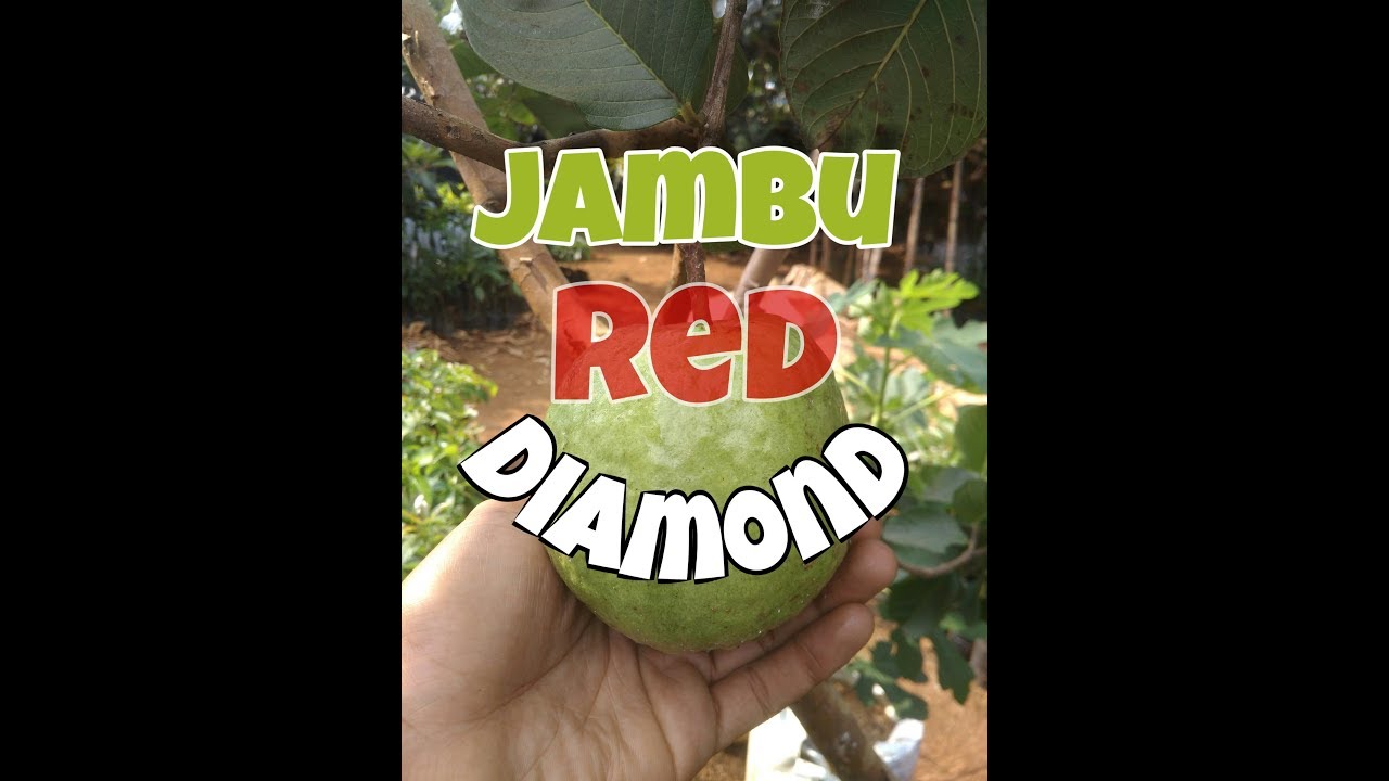 INDUKAN JAMBU RED DIAMOND BERBUAH #UPDATE - YouTube