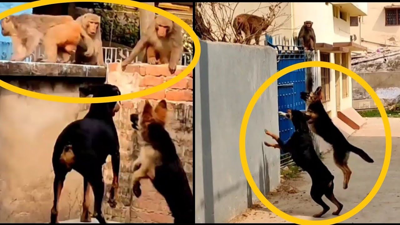 Doberman & German Shepherd vs monkey Oggy & lucey vs monkey 🐕🐶 🆚🐒🐵🙈 ...