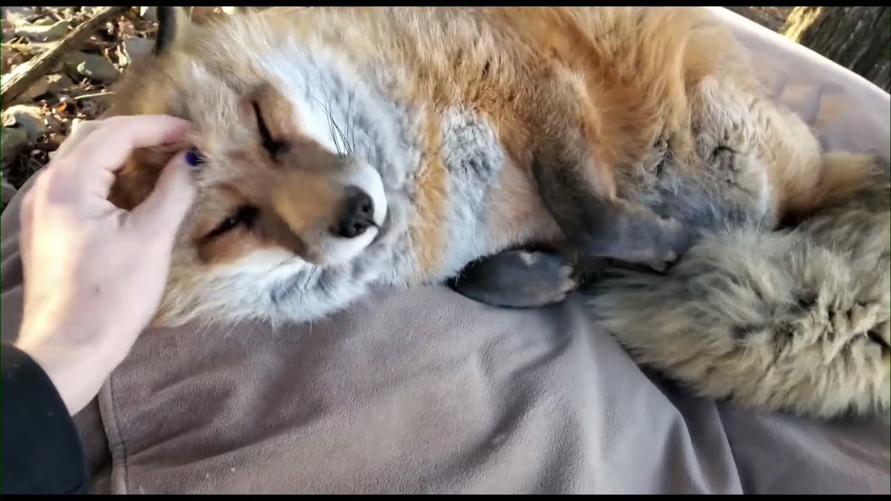 SaveAFox Rescue's Viral Video - YouTube