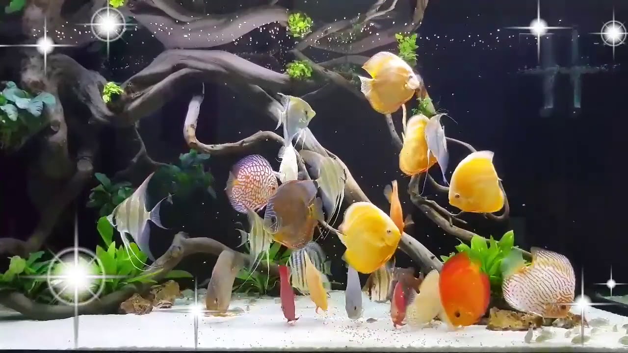 Awesome Discus Collection and Set Up. Thanks Tu Nguyen Tran - YouTube
