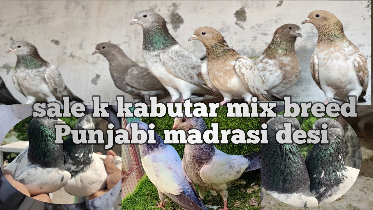 Original Punjabi madrasi mix breed kabutar sale #trending #bird # ...