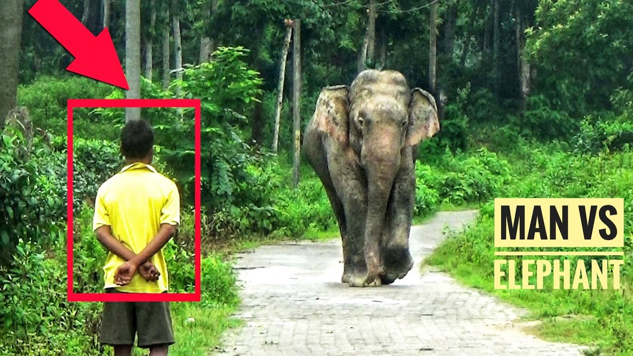 Man Vs Elephant.The wild big elephant is slowly coming on the road ...