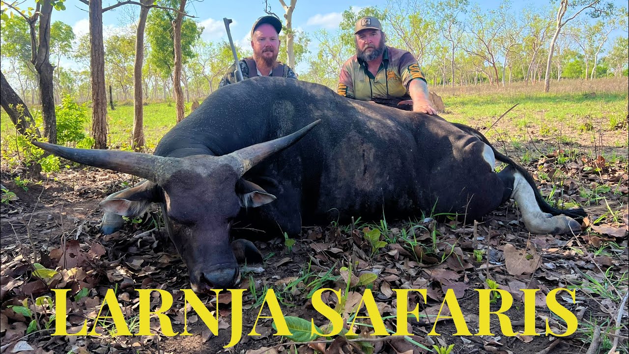 Banteng Hunting in Australia's Northern Territory at Larnja Safaris ...