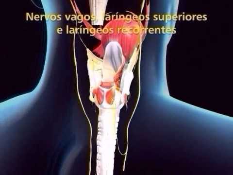Curso Do Nervo Glossofaringeo NERVOS CRANIANOS PARTE 5 NERVOS