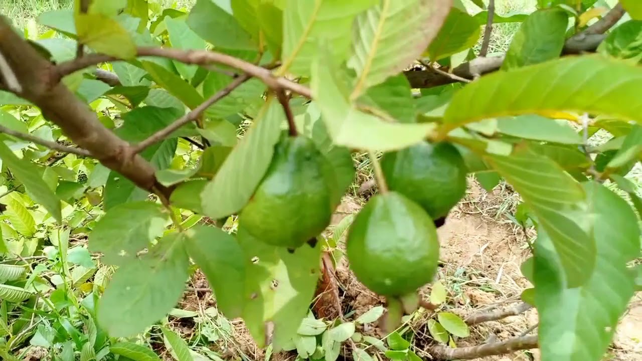 Maintenaning Gauva Tree Farm🌲| Weeds Struction - YouTube