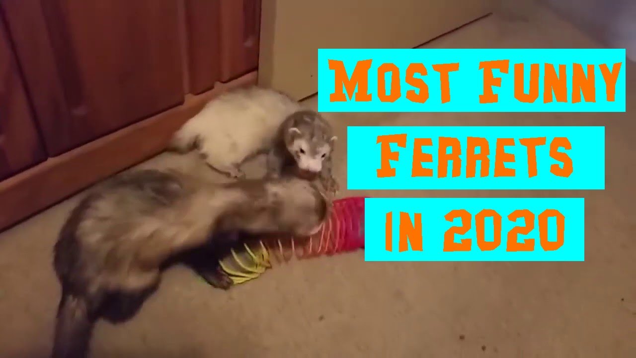 Funny Ferret Video Compilation 2020 - YouTube