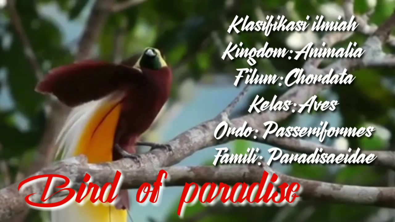 MENGENAL BURUNG CENDRAWASIH PAPUA..BURUNG SURGA - YouTube