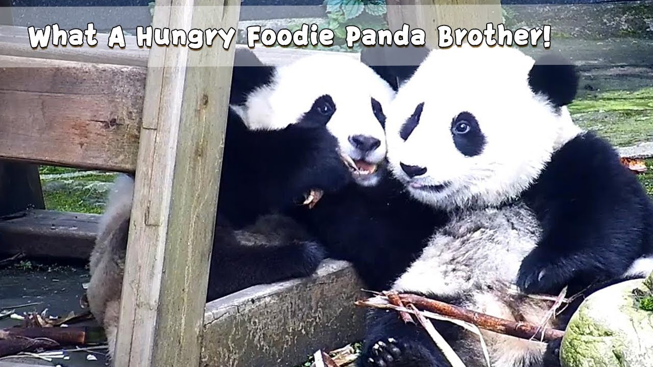 What A Hungry Foodie Panda Brother! | iPanda - YouTube