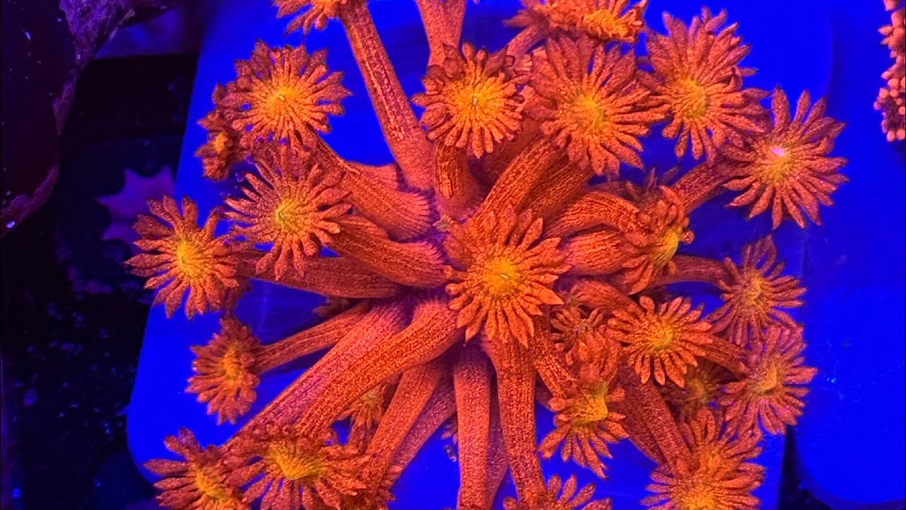 The 3 main secrets on how to keep/grow glitter gonis - YouTube