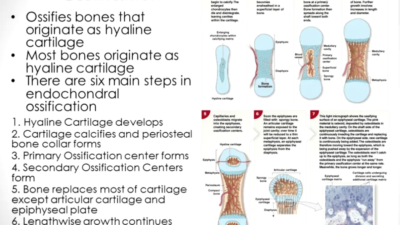 Bone Tissue Part 2, Chapter 6 - YouTube