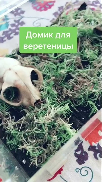 Домик для безногой ящерицы - YouTube