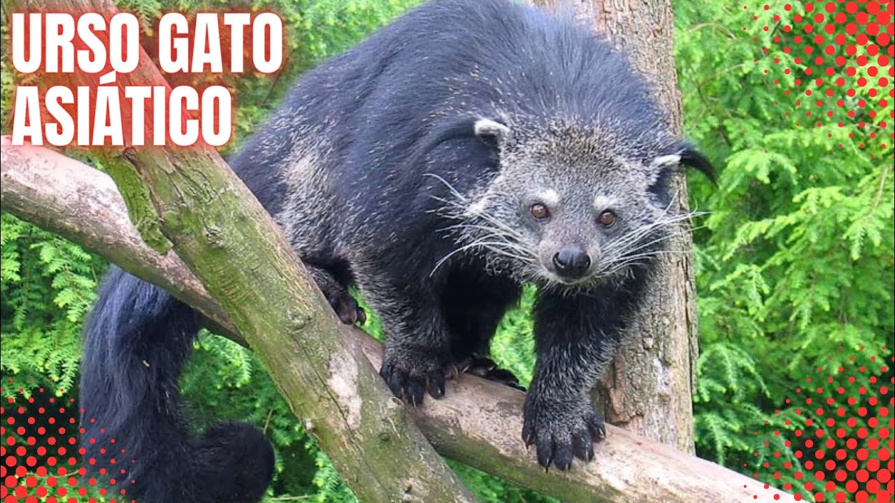 Urso-Gato-Asiático - Curiosidades Sobre esse Diferente Animal! - YouTube