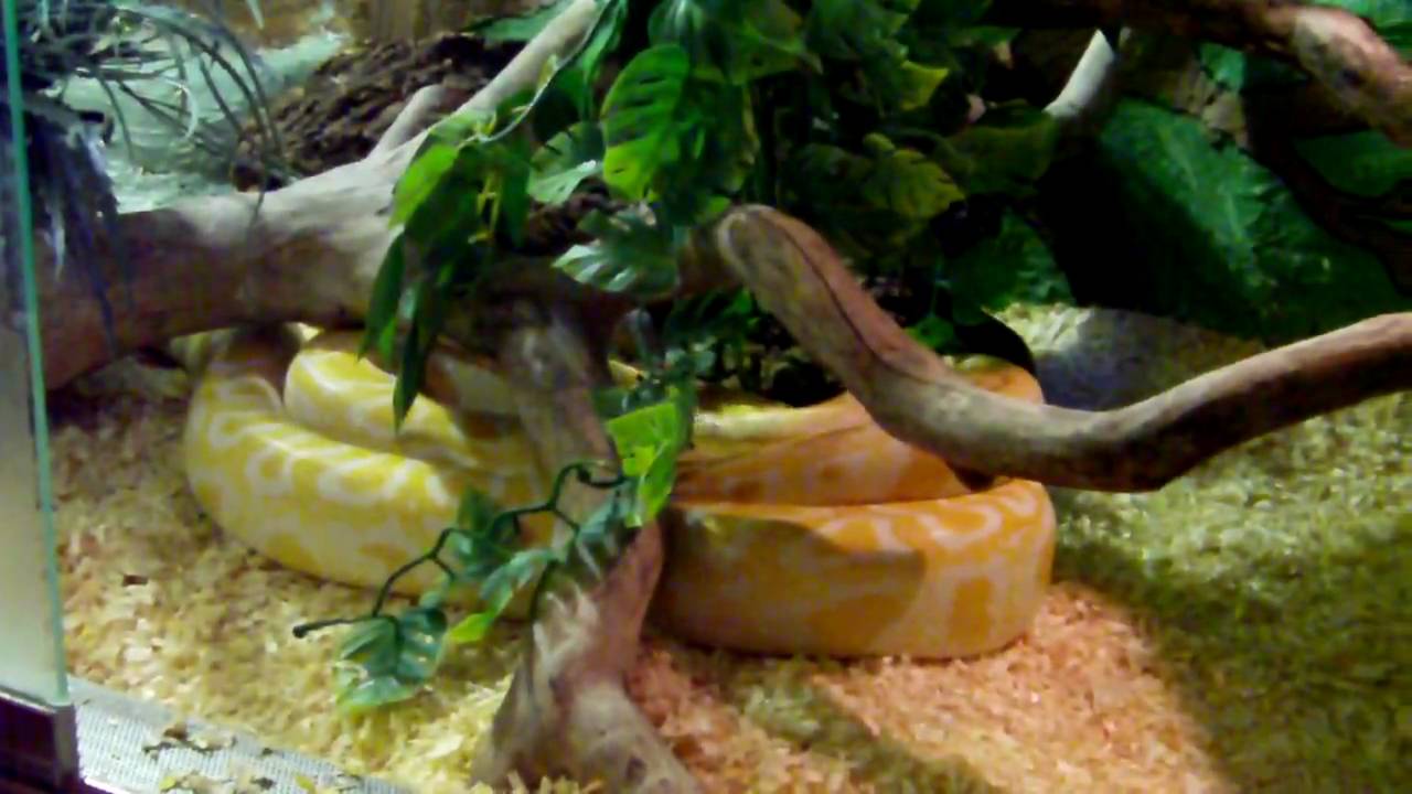 albino Tigerpython - im Terrarium HD720p - YouTube