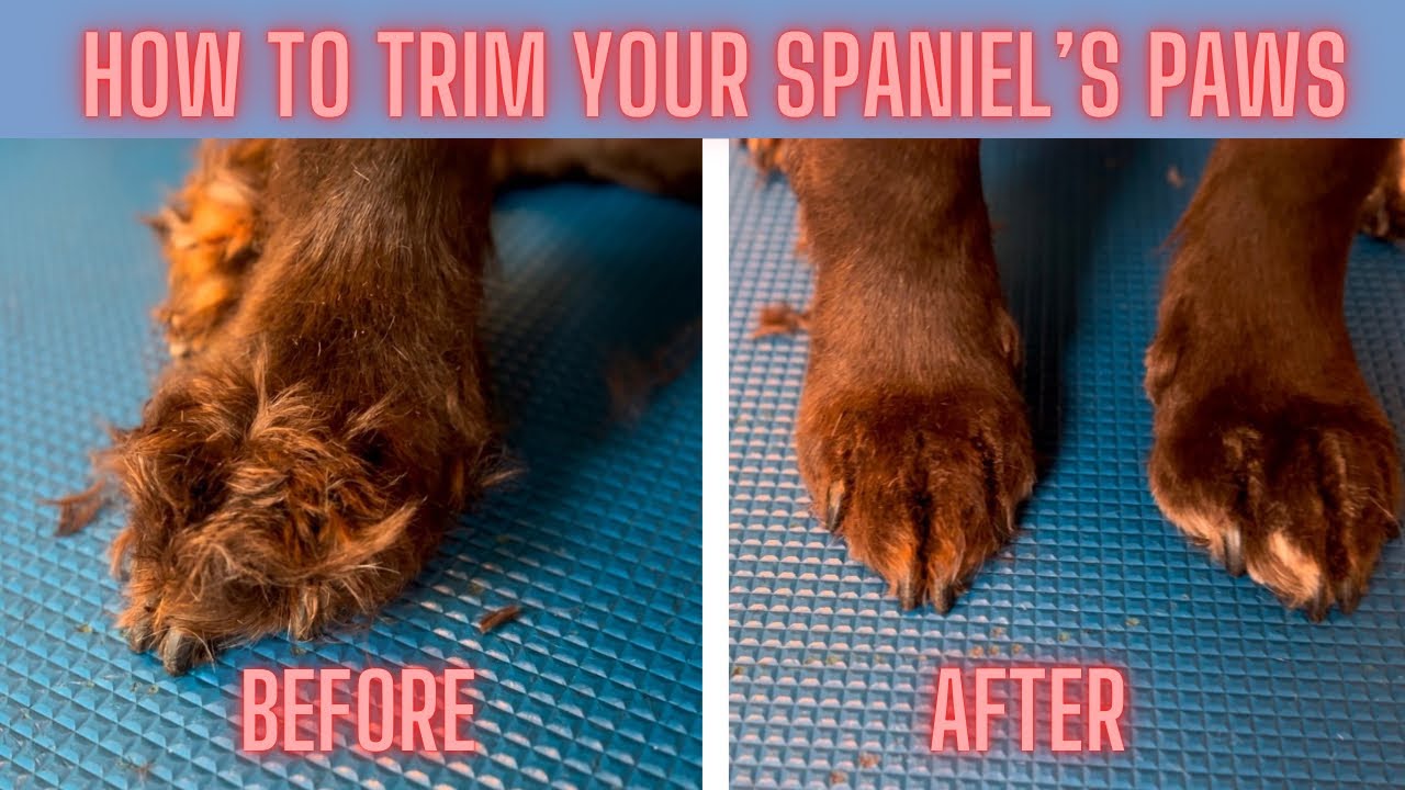 How to Trim Your Spaniel’s Paws at Home | Easy Dog Grooming Guide - YouTube