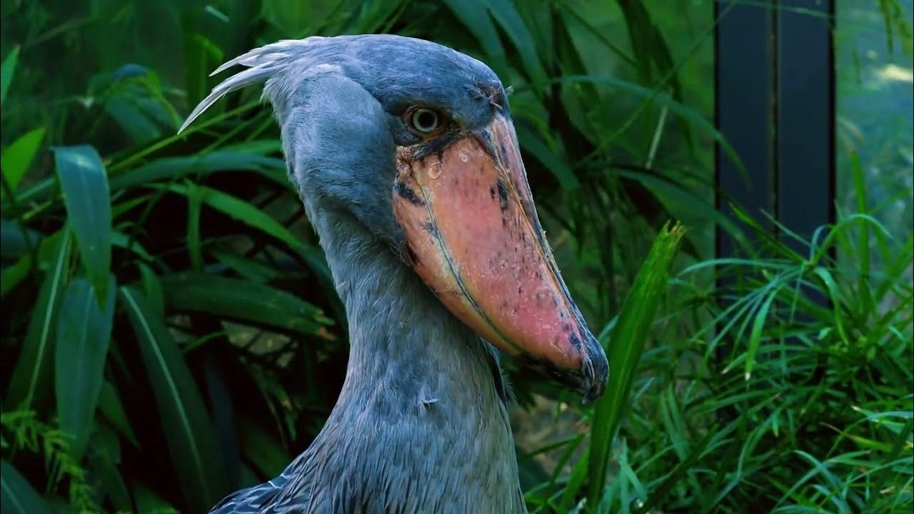 Meet the Shoebill Stork – The Prehistoric Living Dinosaur /Looking Bird ...