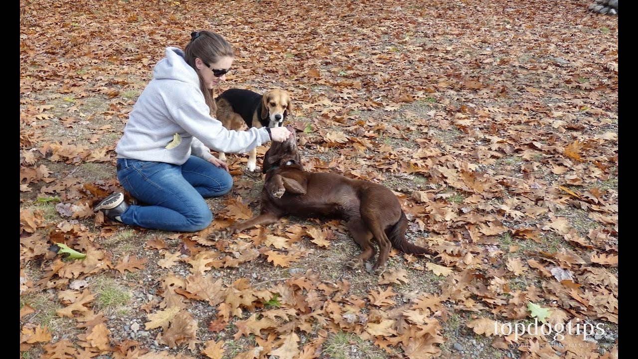 How To Teach A Dog To Roll Over in 4 Simple Steps - YouTube