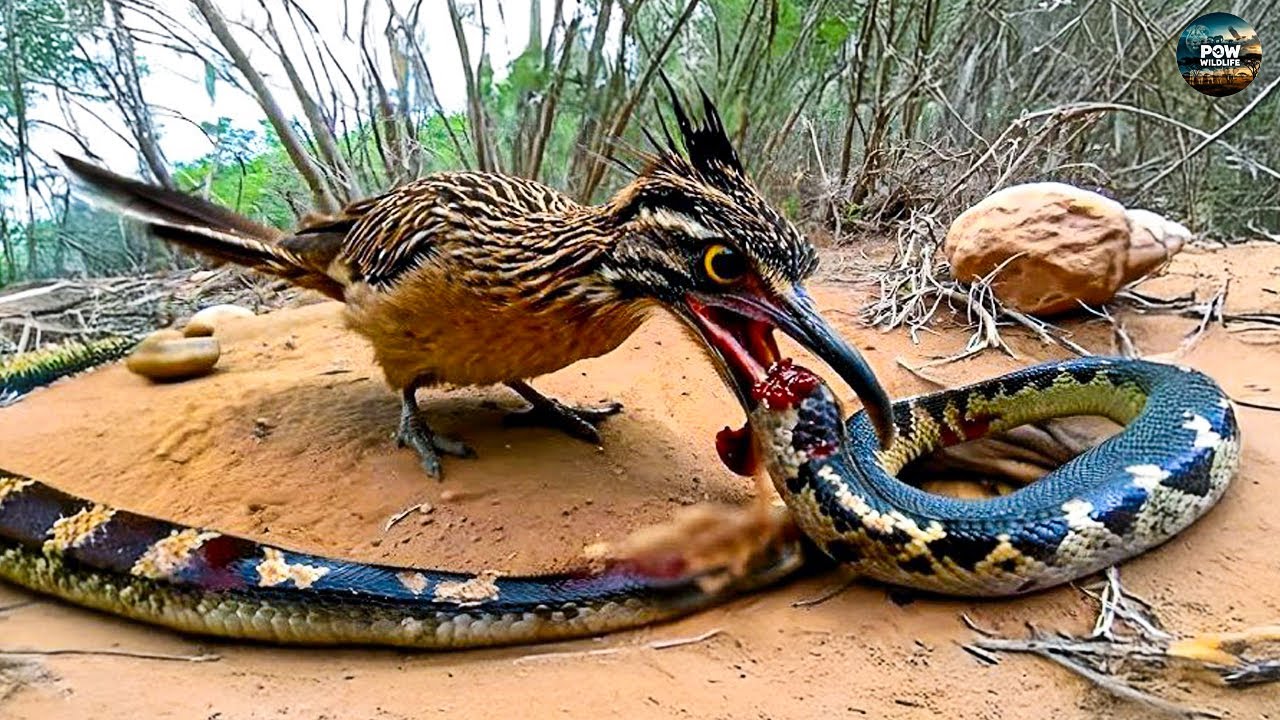 🇲🇽 Rattlesnake vs Roadrunner – La Batalla Entre Velocidad y Veneno ...