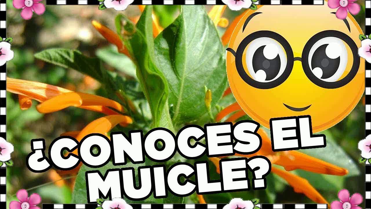 Como Preparar Te De Muicle 🌾 Conoce Los Beneficios Del Muicle - YouTube