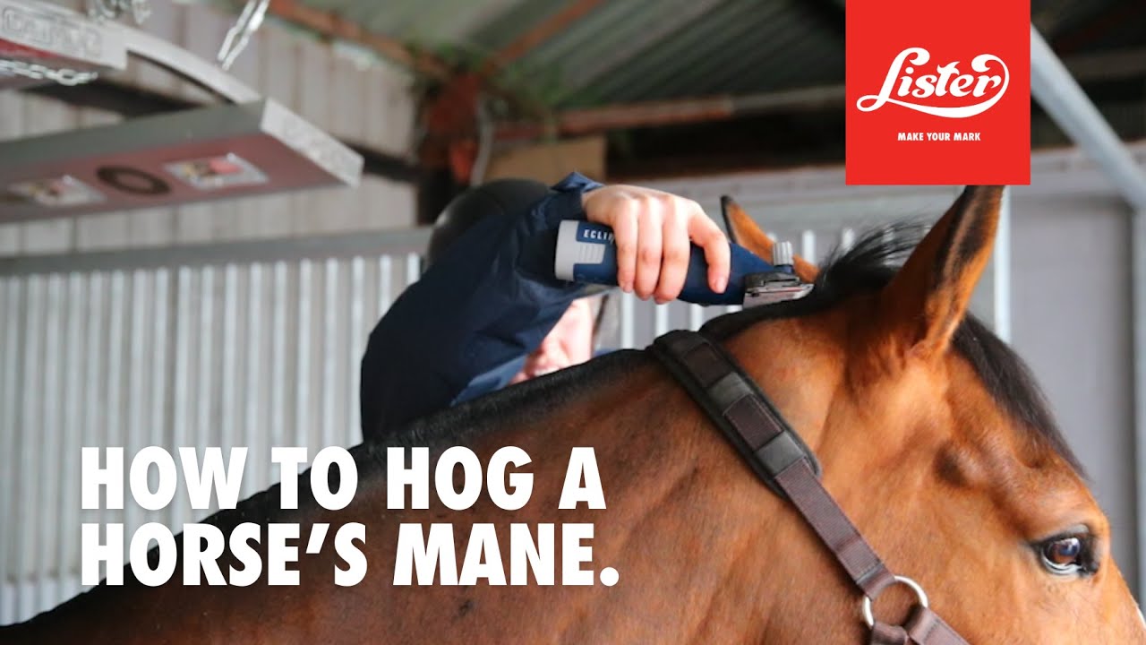 How to hog a horse's mane - YouTube