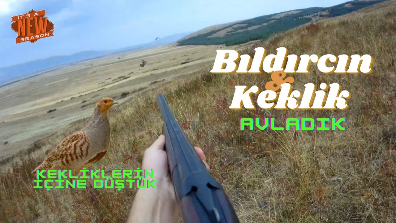KEKLİK AÇILIŞI, ÇİL KEKLİK VE BILDIRCIN AVI. bir gün, iki farklı tür. # ...