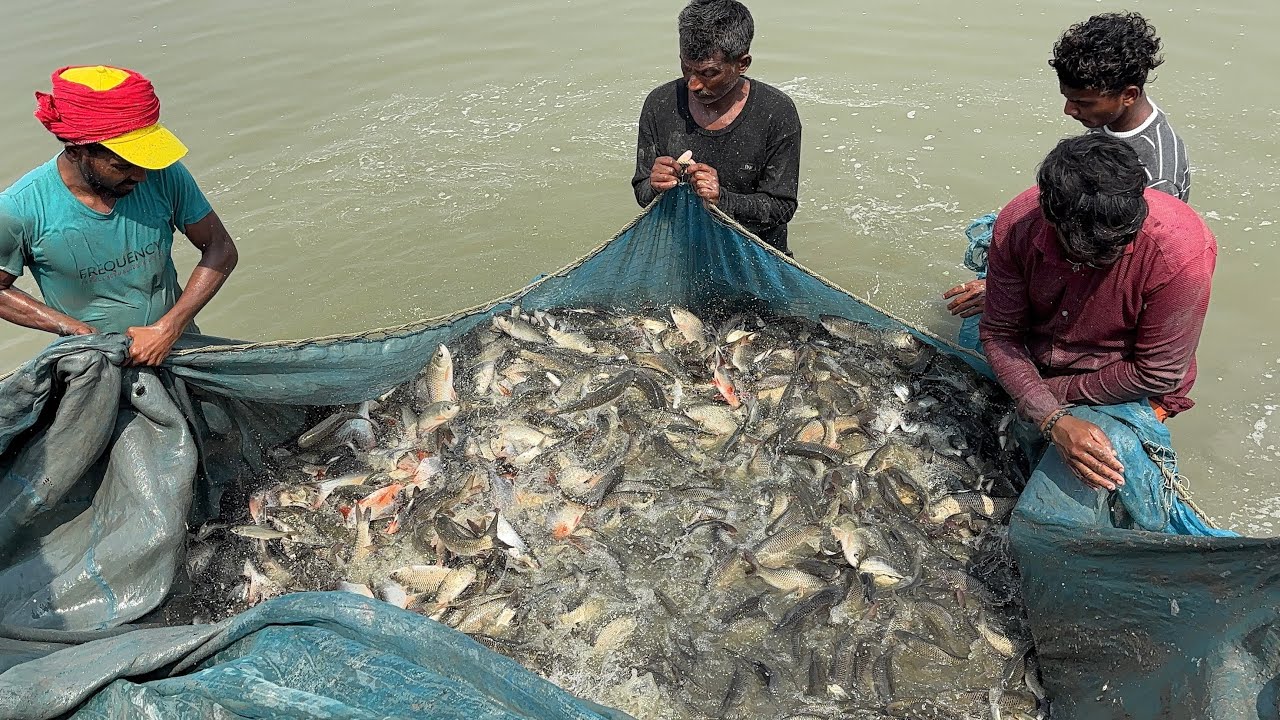 Rahu fish harvesting 🐠 - YouTube