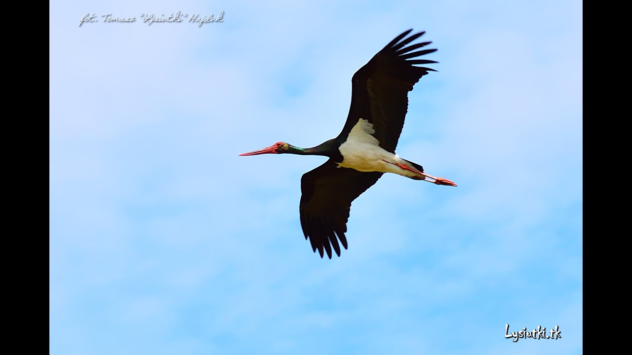Czarny Bocian tańczy "Jezioro łabędzi". Małogoszcz. POLAND (2016 ...
