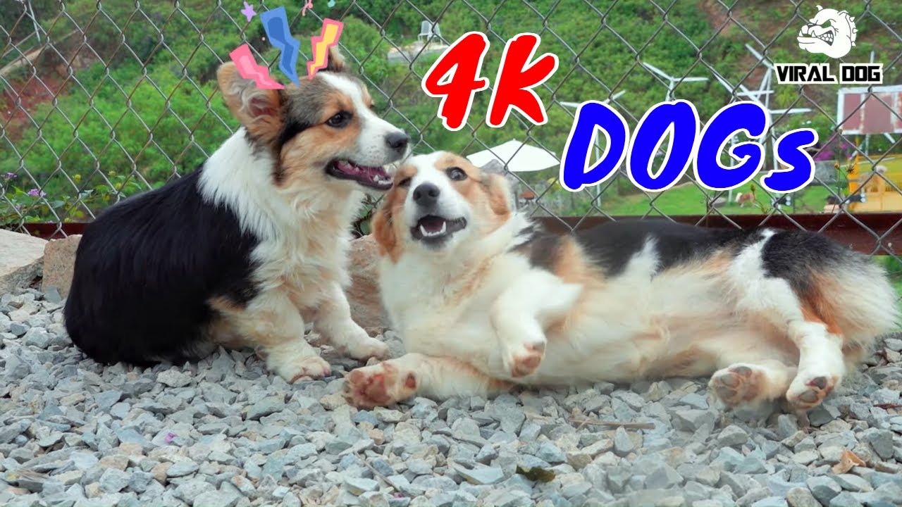 Funny Dogs And Puppies Life 4K Quality Video Episode 5 | Viral Dog ...