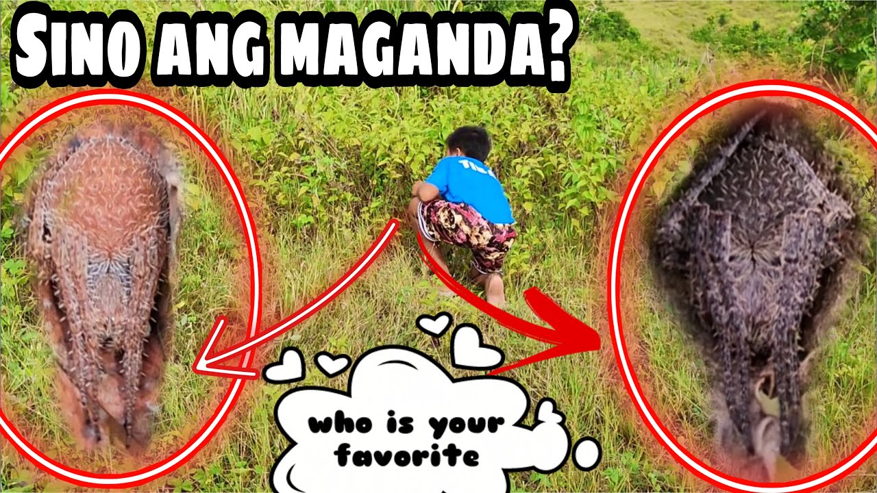 Spider Hunting / Ang ganda ng mga Gagamba mahabang mga galamay...#gagam ...