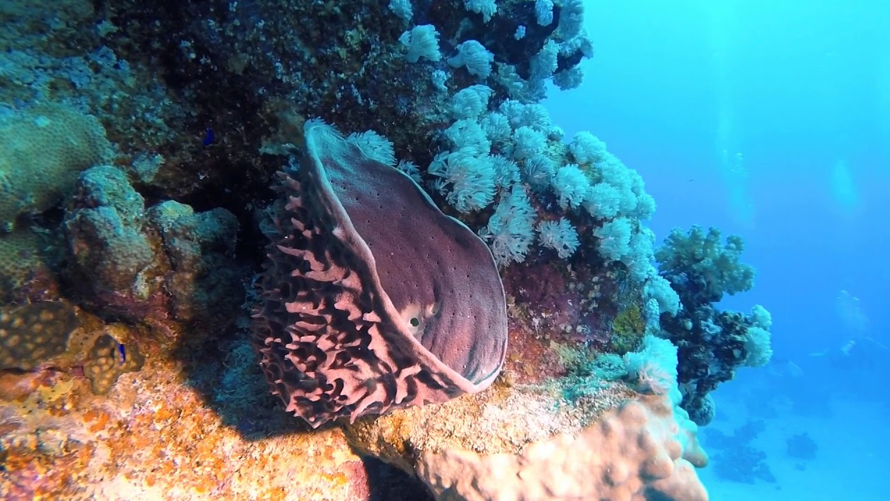 #02 Dive: Shaab Marsa Alam - YouTube