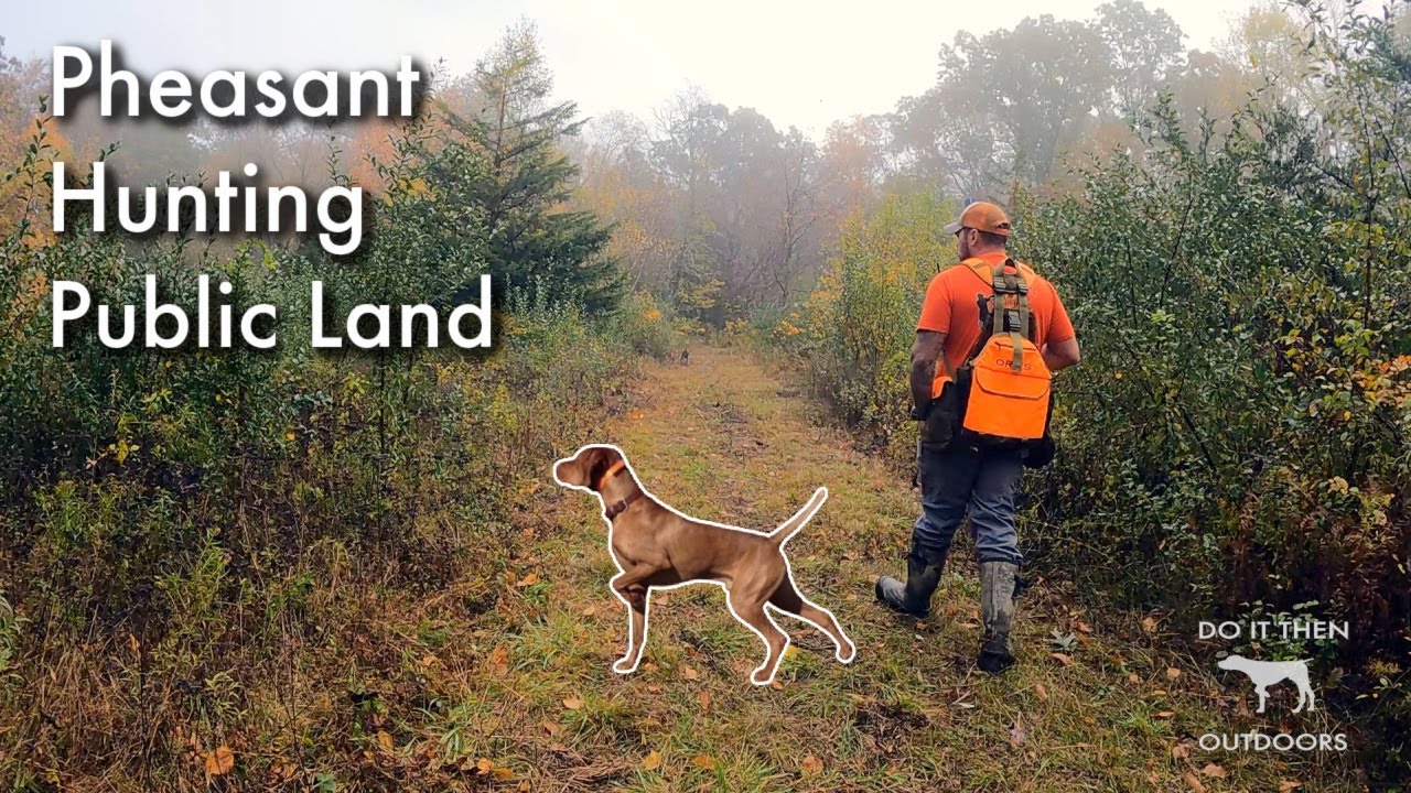 Pheasant Hunting - Upland Hunting With GSP and Vizsla - YouTube