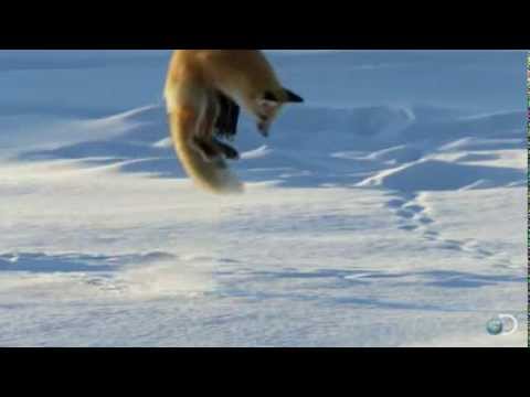 Лиса-охотница (Fox Dives Headfirst Into Snow North America) - YouTube