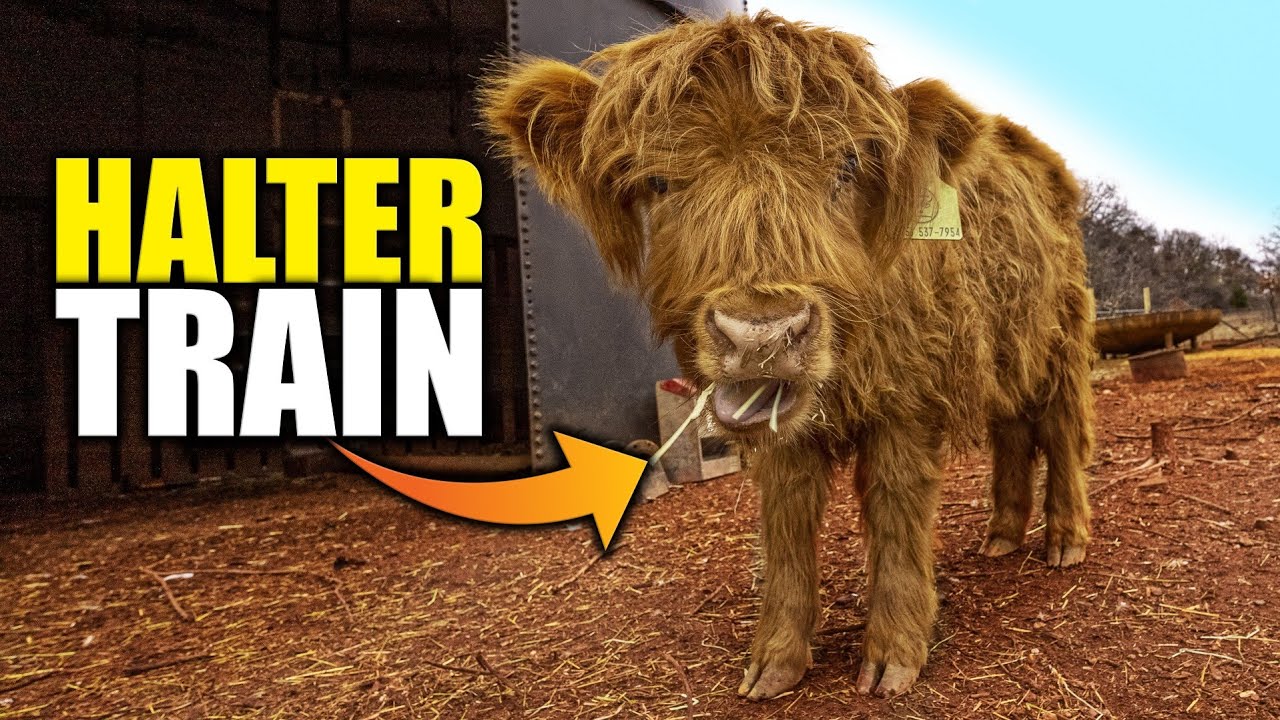 Halter Training A Highland Calf / Ranch / Homesteading - YouTube