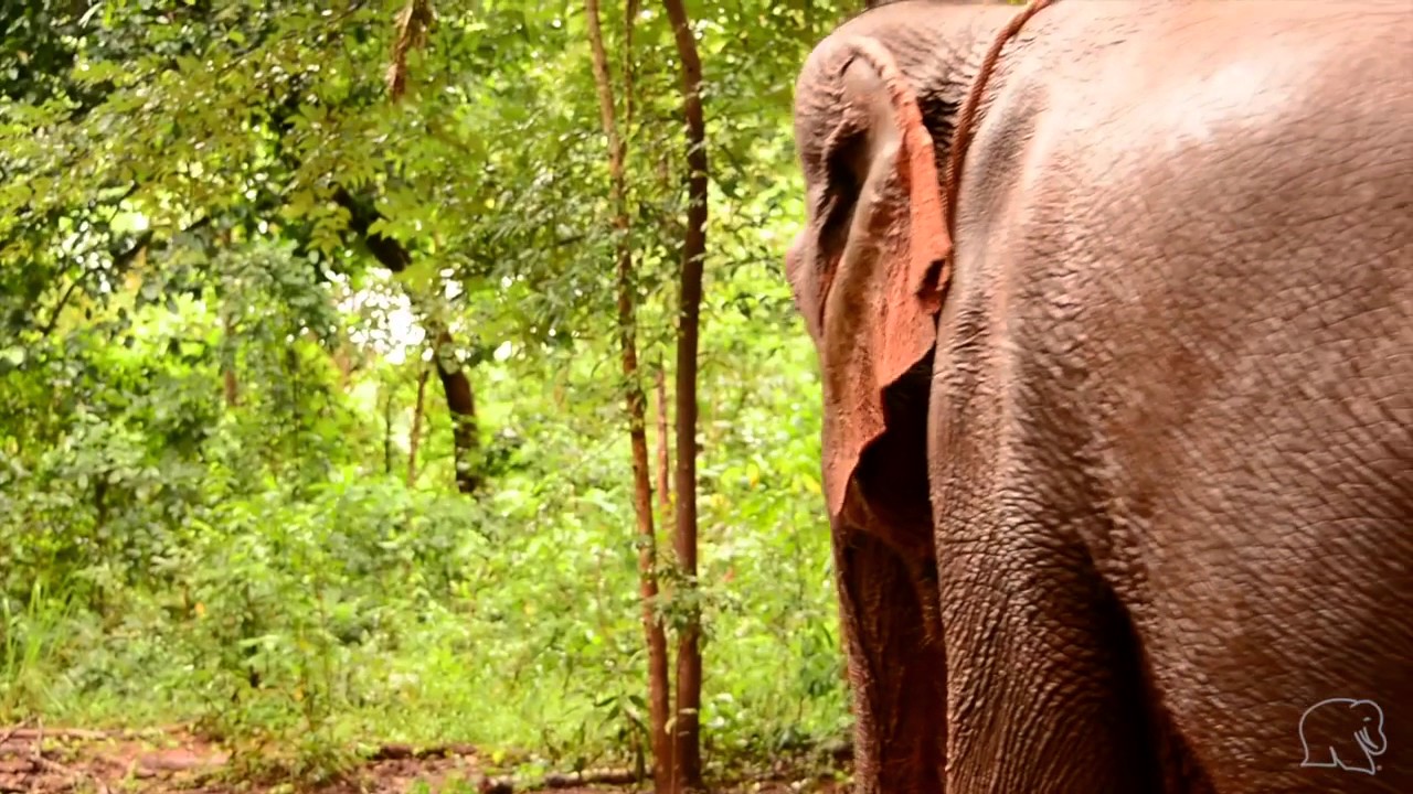 The Elephant Valley Project - Join the Herd! - YouTube