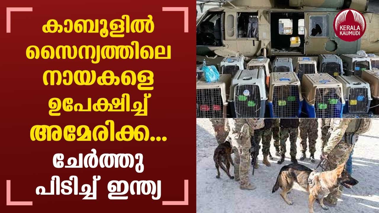 Service dogs left behind in afghanistan airport do not belong to US ...