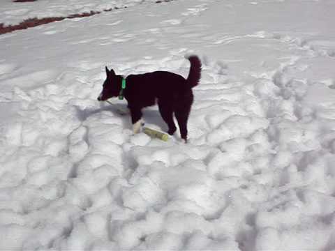 Karelian Bear Dogs Kulta and Pasi, April 2009 - YouTube