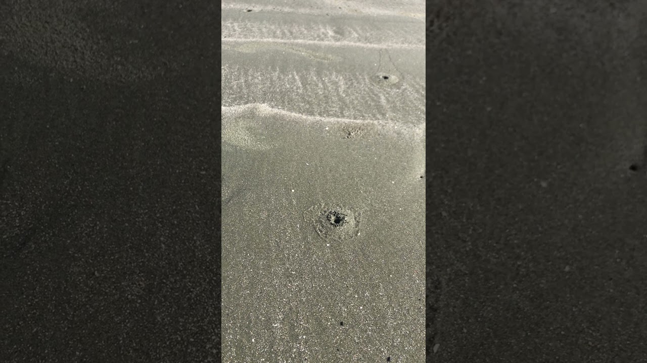 ghost shrimp burrows - YouTube
