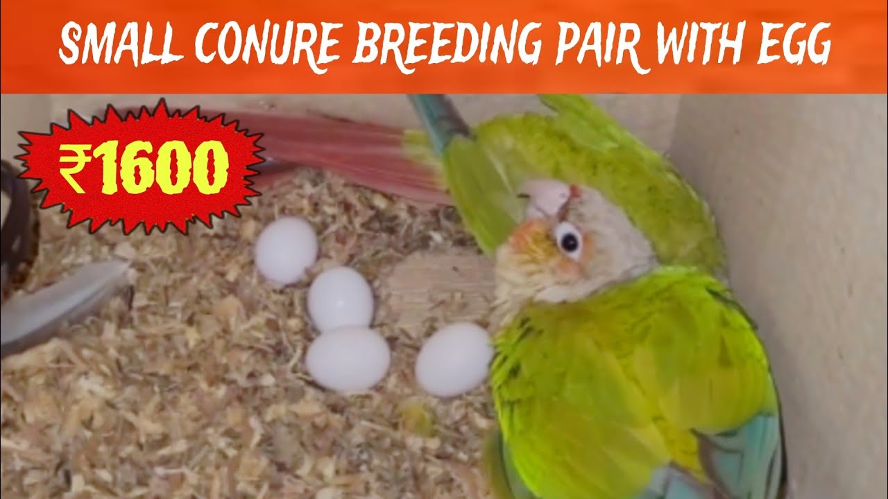 small conure breeding pair with egg - YouTube