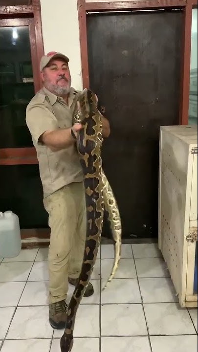 Burmese And Ball Python Hybrid 🤯 #shorts #animals #reptile #dinosaur #giant #snake #python #zoo ...