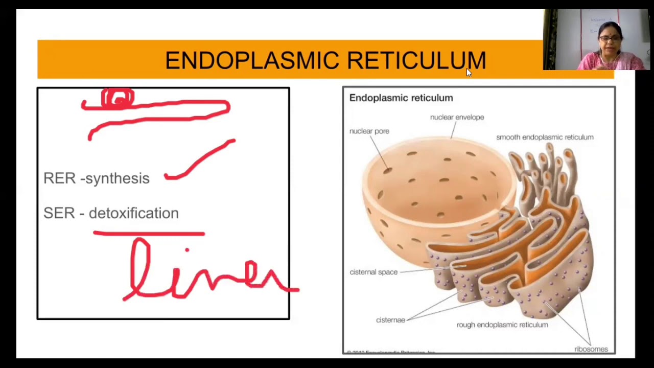 BIOLOGY |CLASS-9| CH-5 | CELL | CYTOPLASM | ENDOPLASMIC RETICULUM ...
