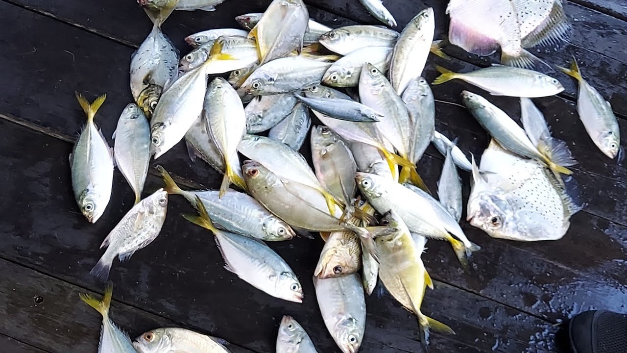 kelong fishing singapore - YouTube