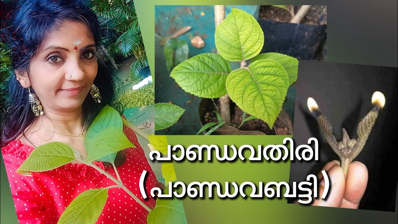 പാണ്ഡവതിരി |pandava batti |The plant used as torch by pandavas ...