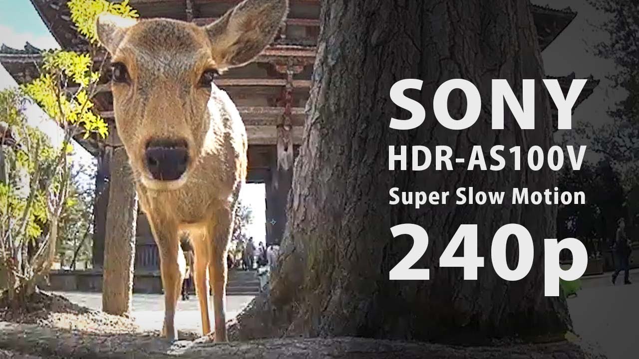 SONY HDR-AS100V Super Slow Motion 240p (240fps) [Deer in Nara Park ...
