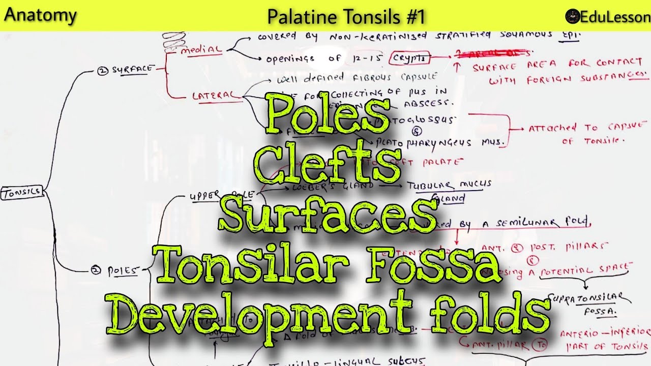 Palatine Tonsils 1/2 - Boundaries and Tonsilar Fossa - YouTube