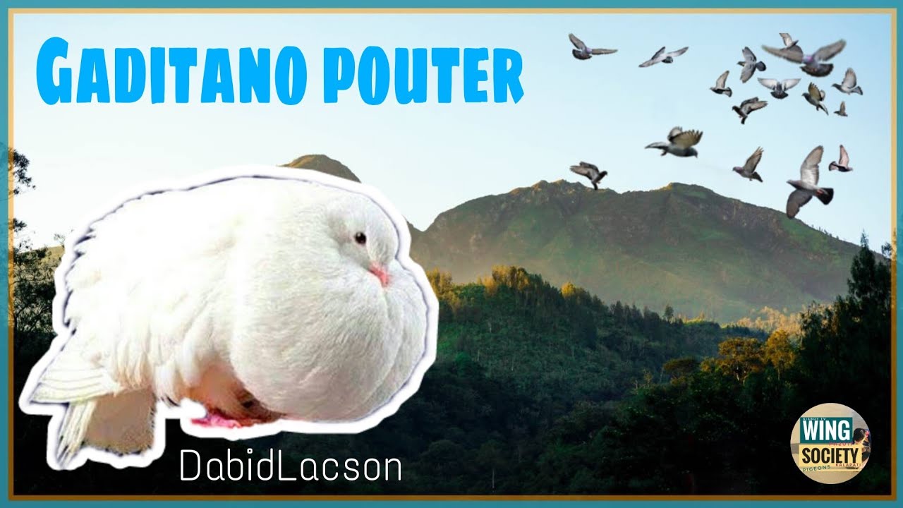 GADITANO POUTER - FANCY PIGEON || SHOW OFF Globes - DABIDLACSON 🇵🇭 | 🕊 ...