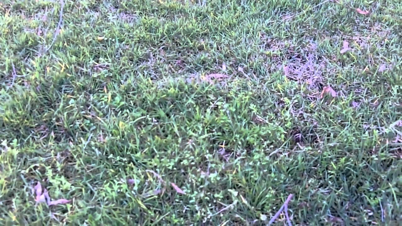 [Lawn Problems and Solutions] [Lawn Care Tips] [Dead Patches in Lawn ...